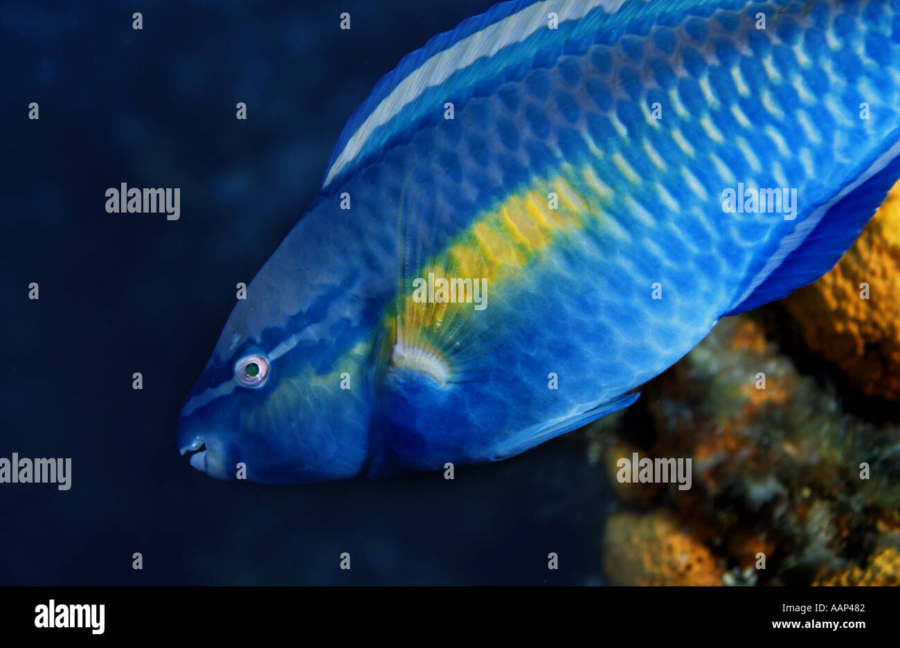 Brightly colored tropical fish swimming, Palancar, Cozumel Island ...