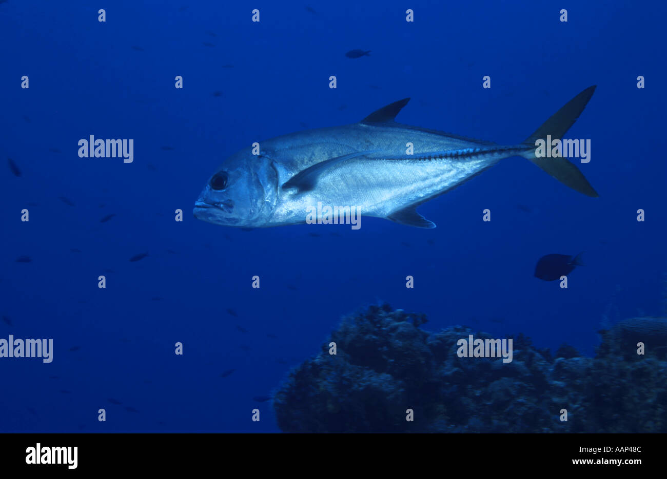 Trevally swimming through blue waters, Cozumel Island, Mexico Stock ...