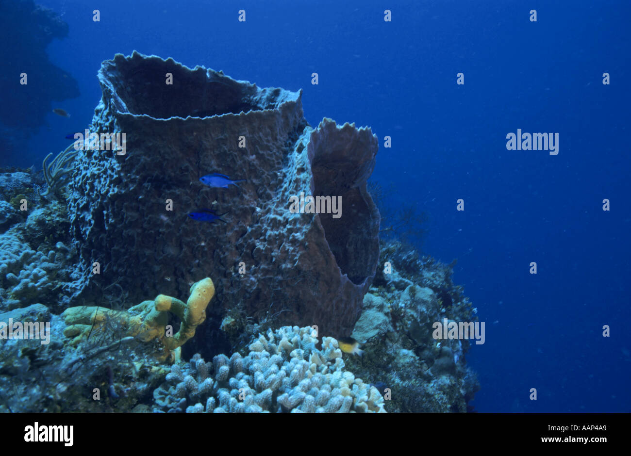Palancar gardens coral reefs hi-res stock photography and images - Alamy