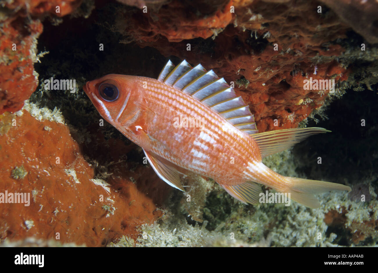 Longspine Squirrelfish (Holocentrus rufus) looks into a rock on the ...