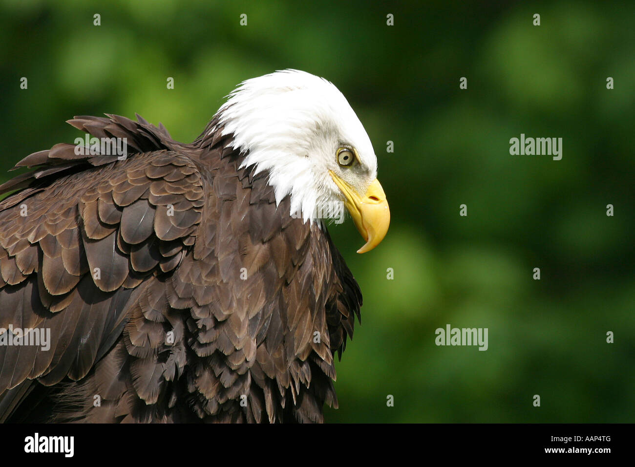 Profile of a bald eagle with ruffled feathers against a gree background Stock Photo - Alamy