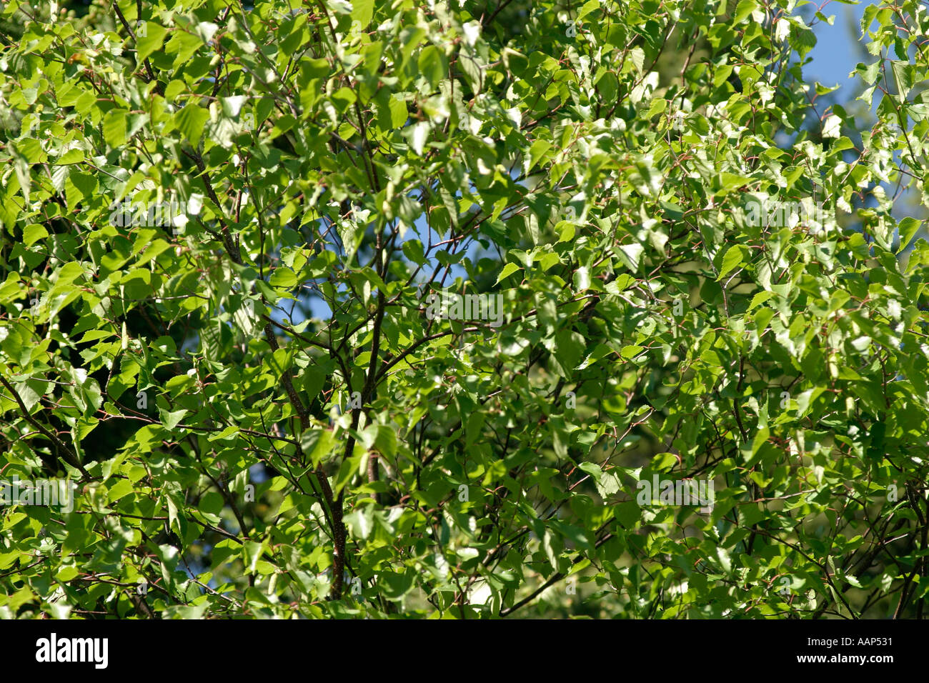 Spring aspen leaves hi-res stock photography and images - Alamy
