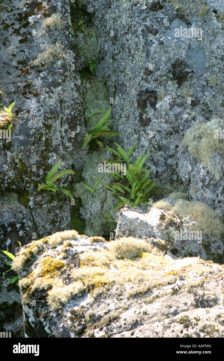 Ferns growing on Lichen covered Rock Stock Photo - Alamy