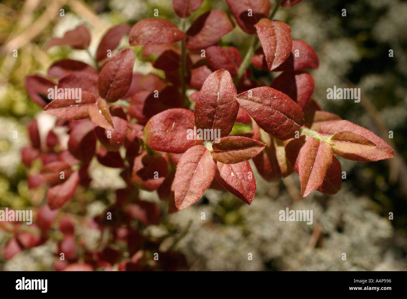Rust Colored Leaves Stock Photo - Alamy
