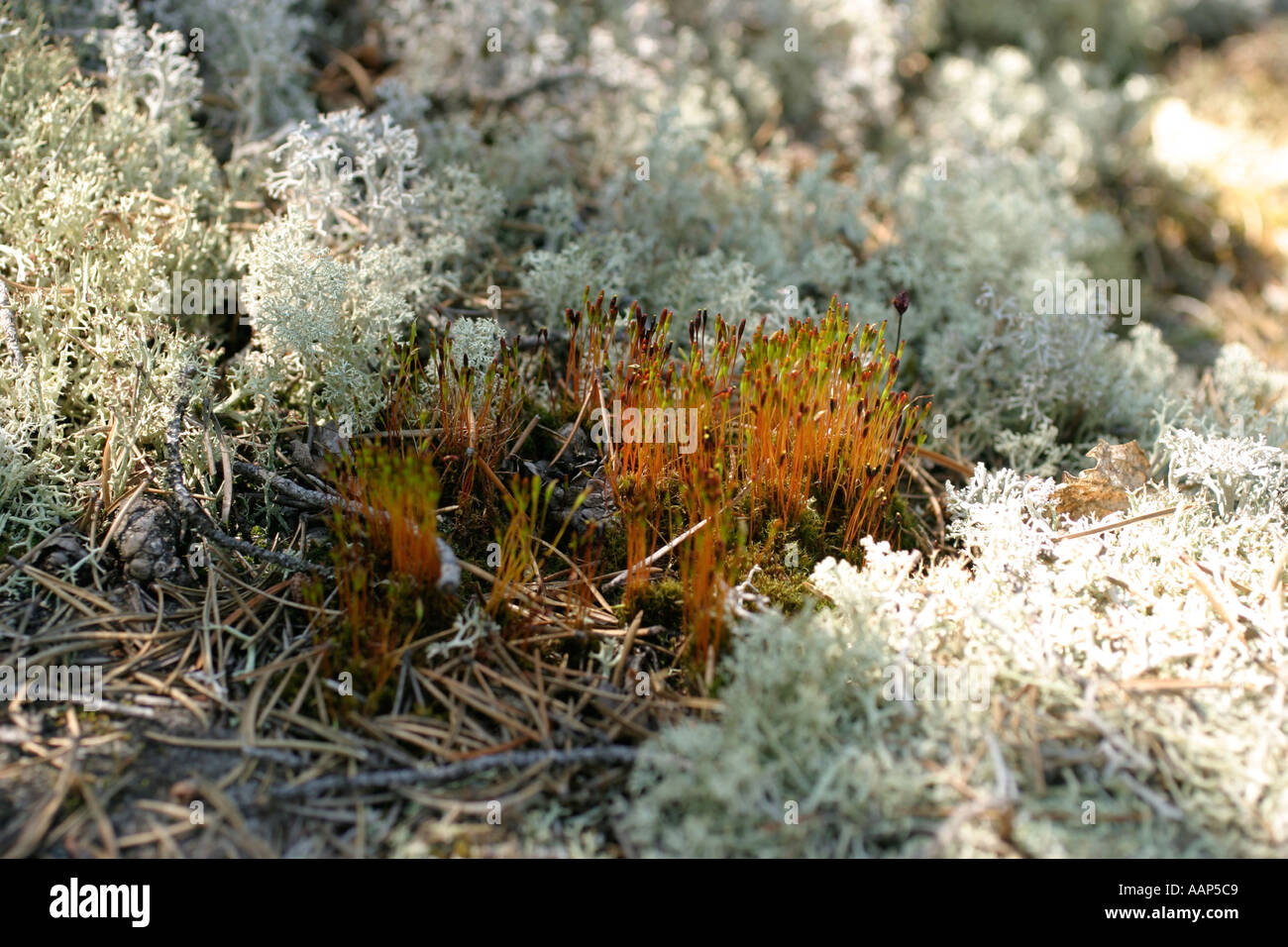 New Plant Growth on Forest Floor Stock Photo - Alamy
