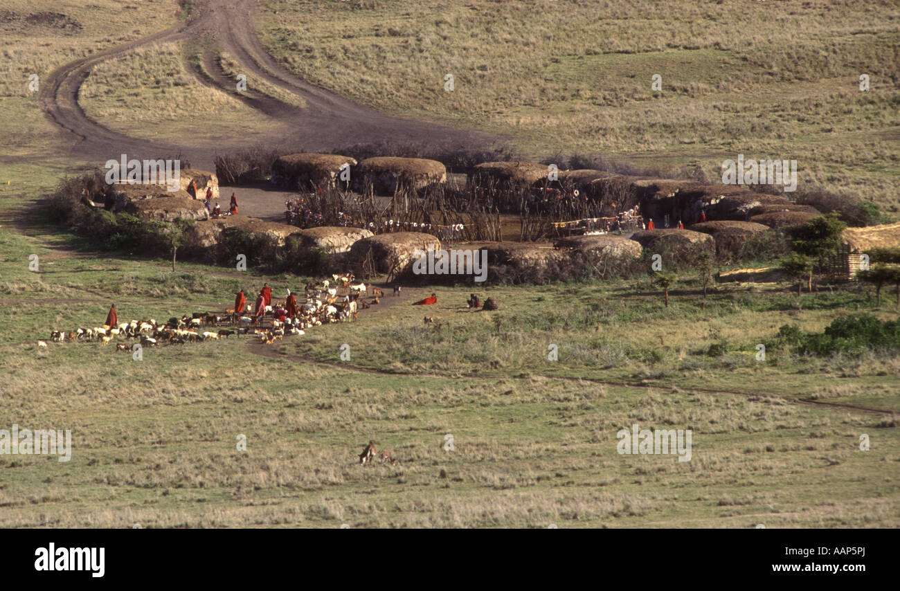 Men with sheep and goats outside their Maasai village or enkang in the ...