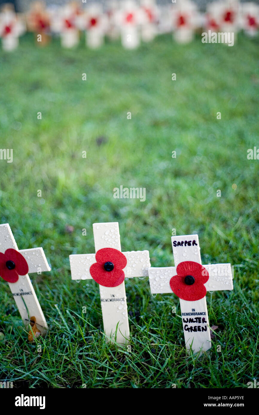 Remembrance day poppies Stock Photo - Alamy