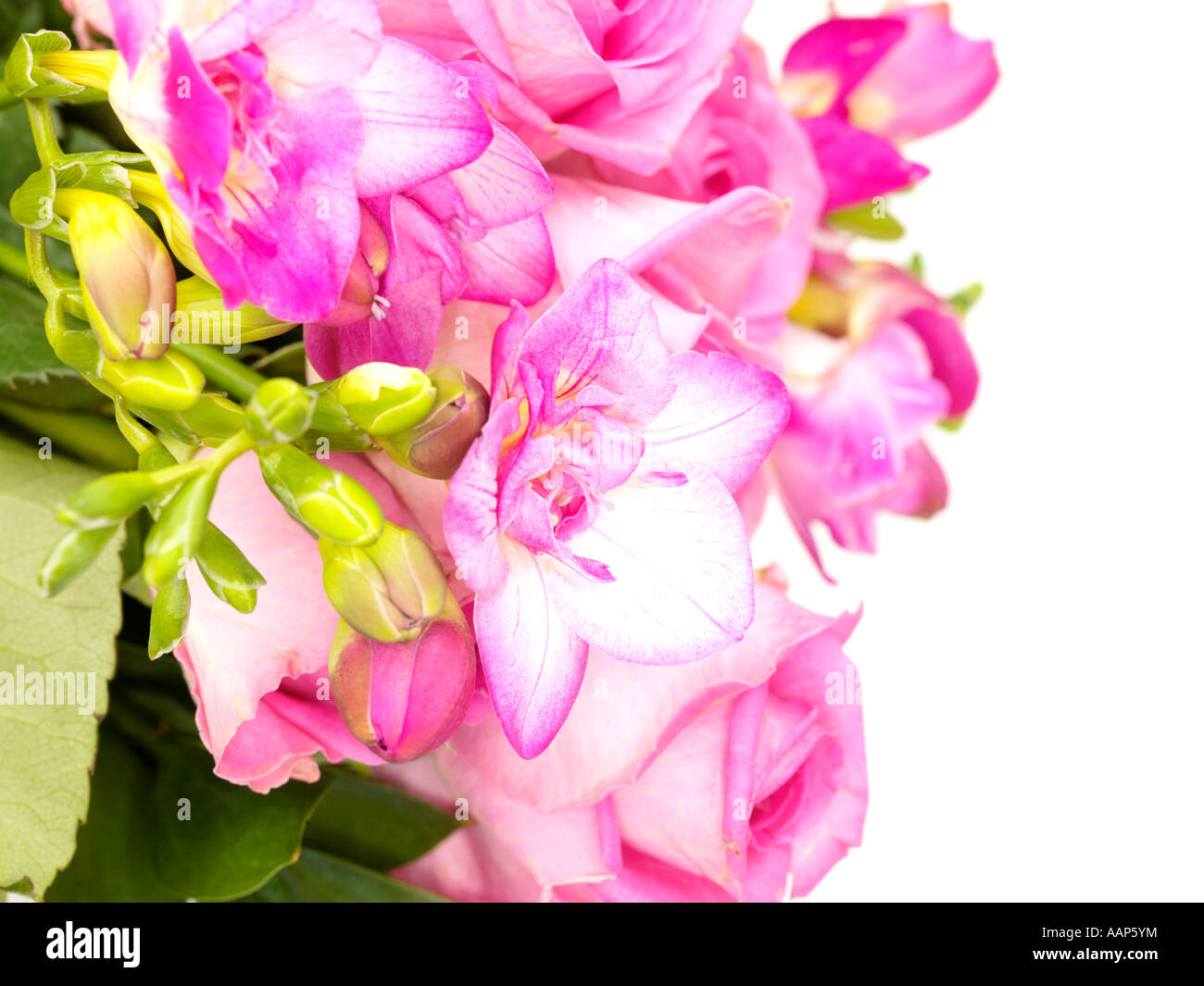 Bunch Of Freesias High Resolution Stock Photography and Images - Alamy
