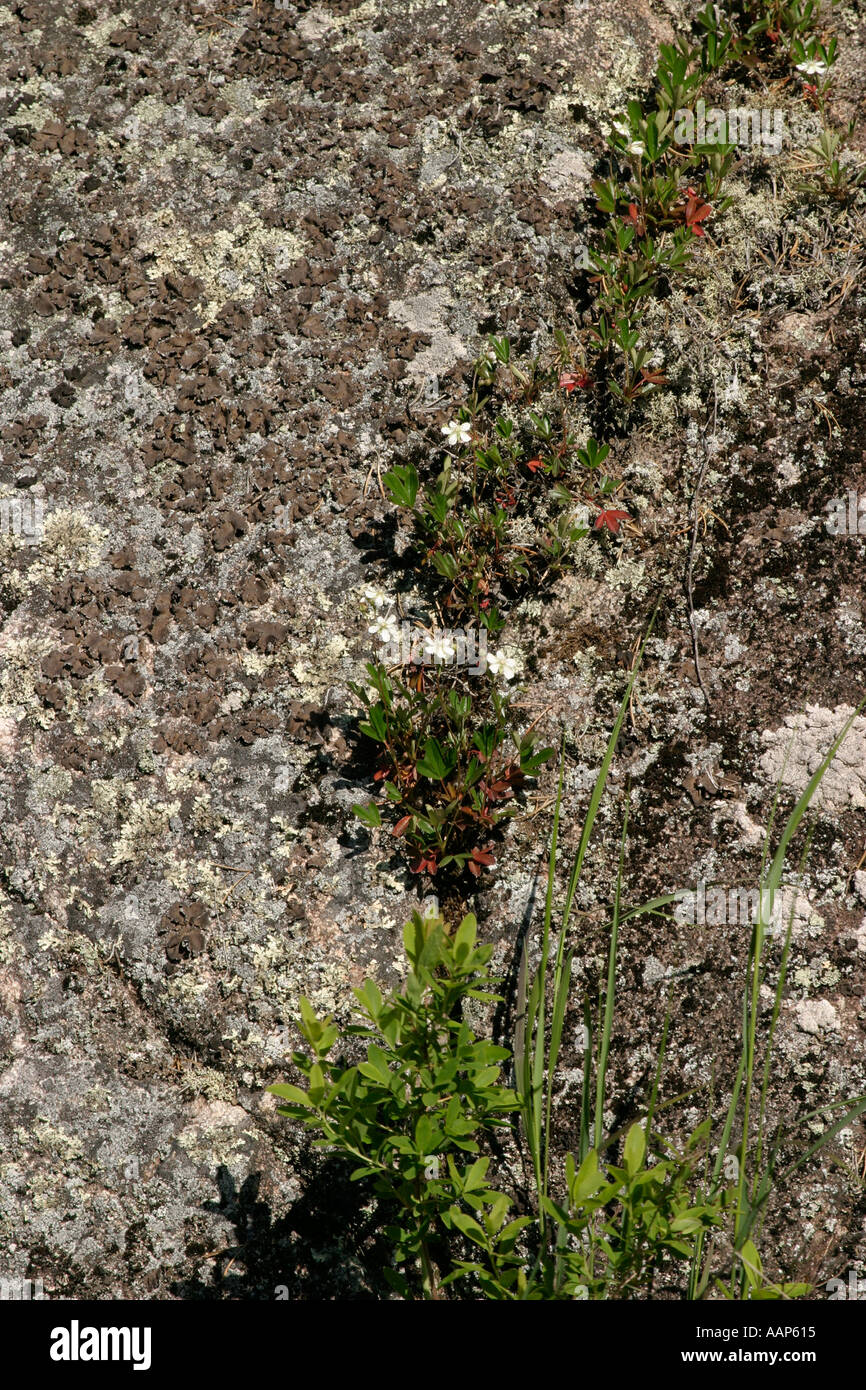Plants growing in Rock Stock Photo - Alamy