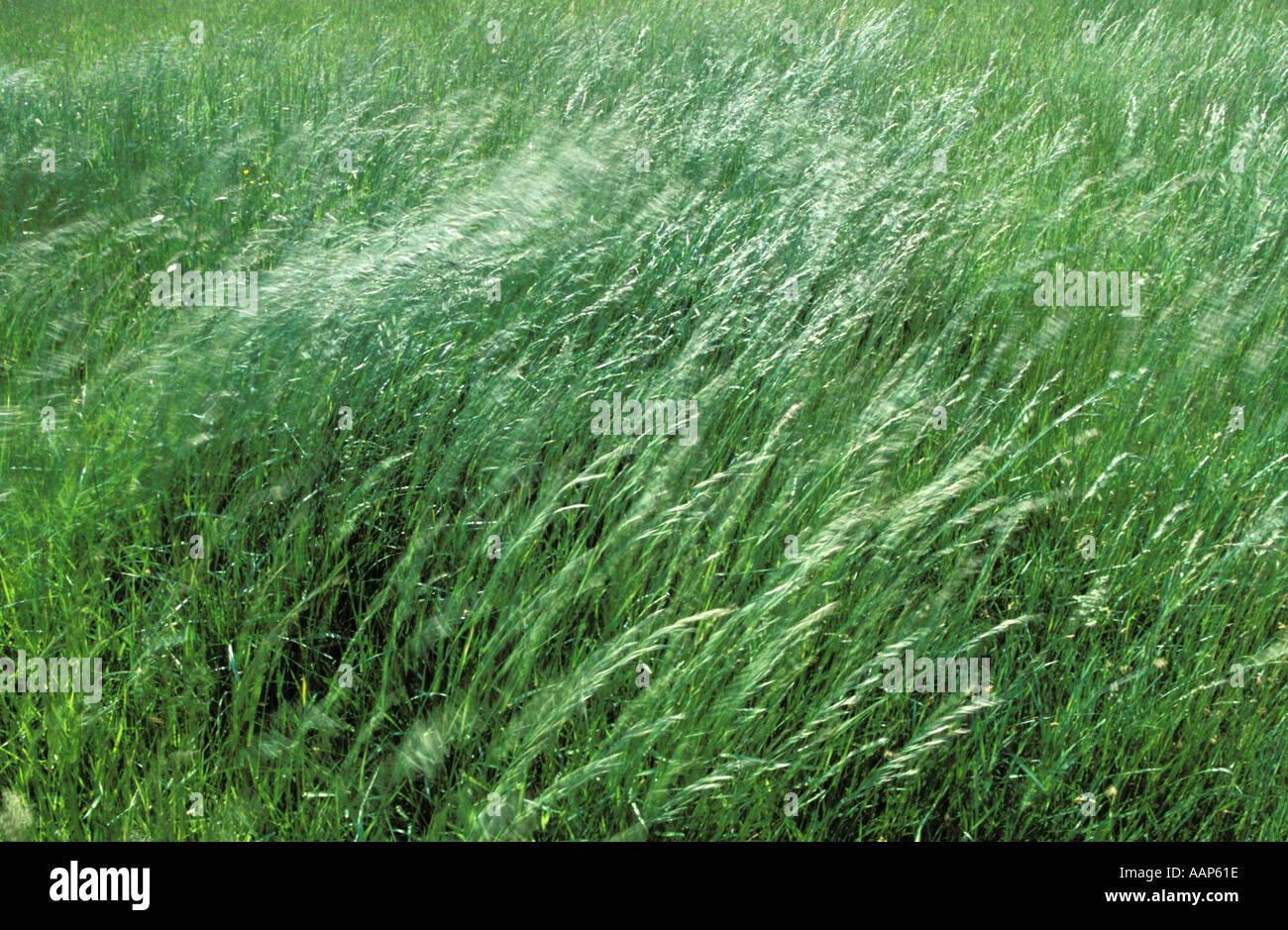 Green Grass and Wind Stock Photo - Alamy