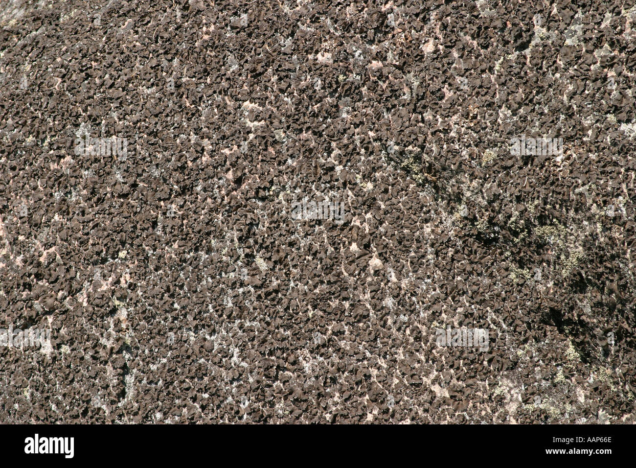 Fungi growing on rocks hi-res stock photography and images - Alamy