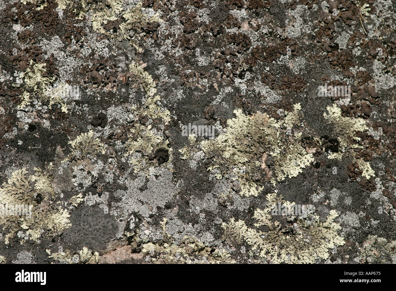 Fungi Growing On Rocks Stock Photos & Fungi Growing On Rocks Stock ...