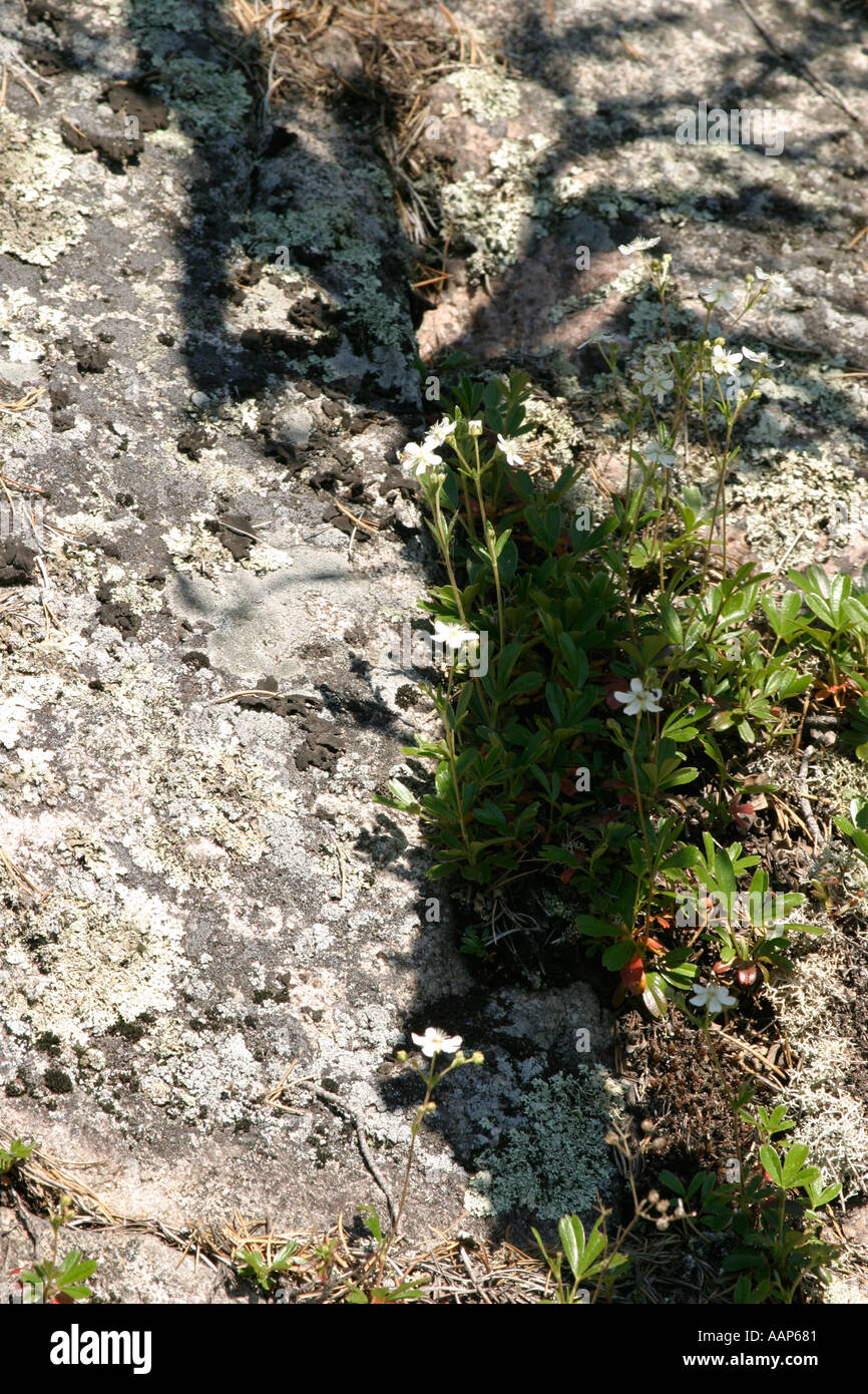 Flowers with Rocks and Lichen Stock Photo - Alamy