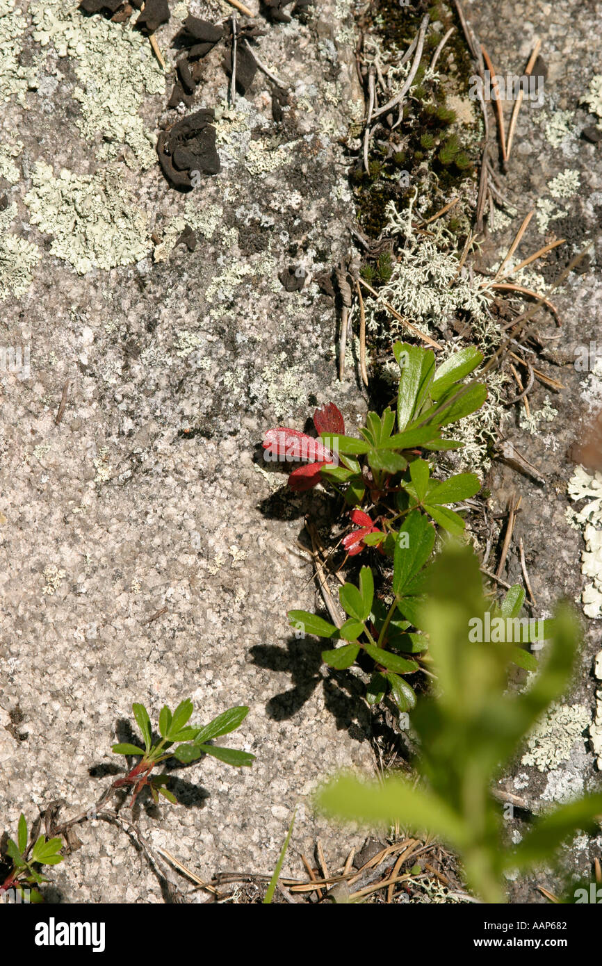 Flowers with Rocks and Lichen Stock Photo - Alamy