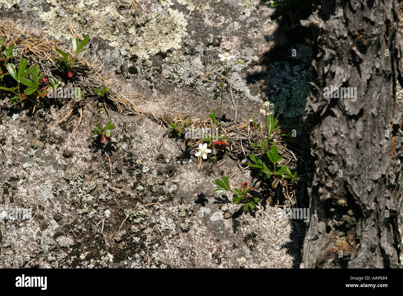 Flowers with Rocks and Lichen Stock Photo - Alamy