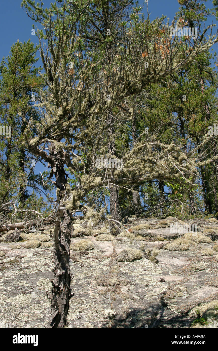 Tree Growing in Rocks Stock Photo - Alamy