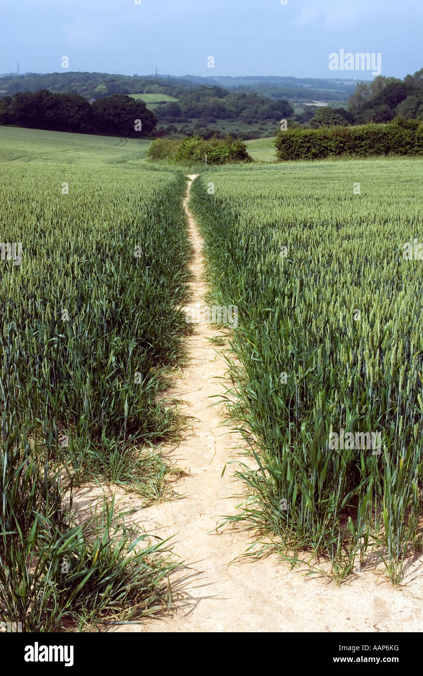 Crops growing at western end of Combe Haven Valley between Bexhill and ...