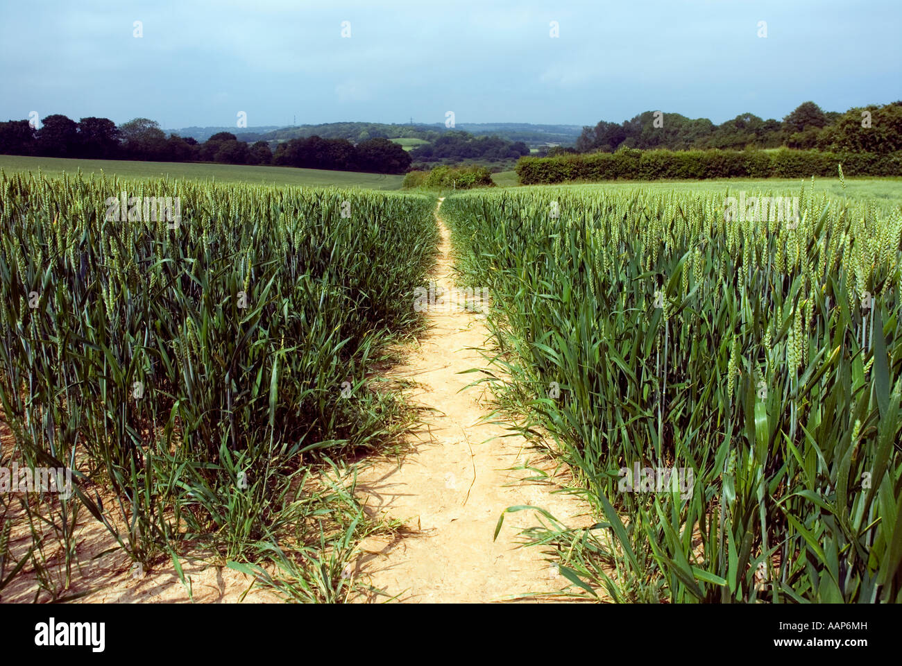 Crops growing at western end of plants plant life plants green greenery ...