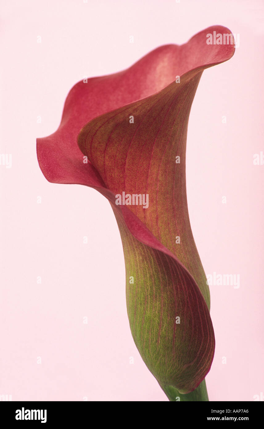 Flowering pot calla lily hi-res stock photography and images - Alamy