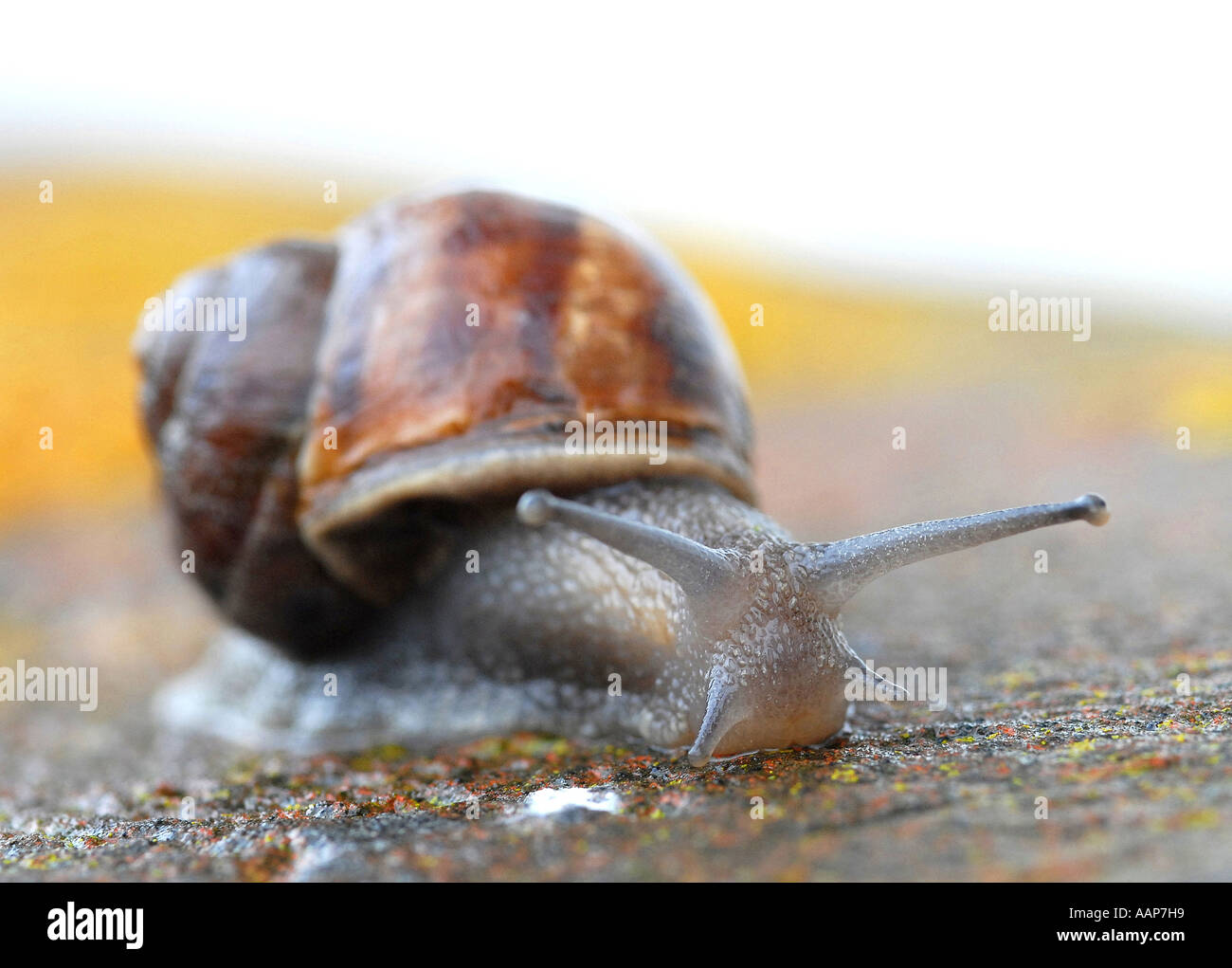Important pests hi-res stock photography and images - Alamy