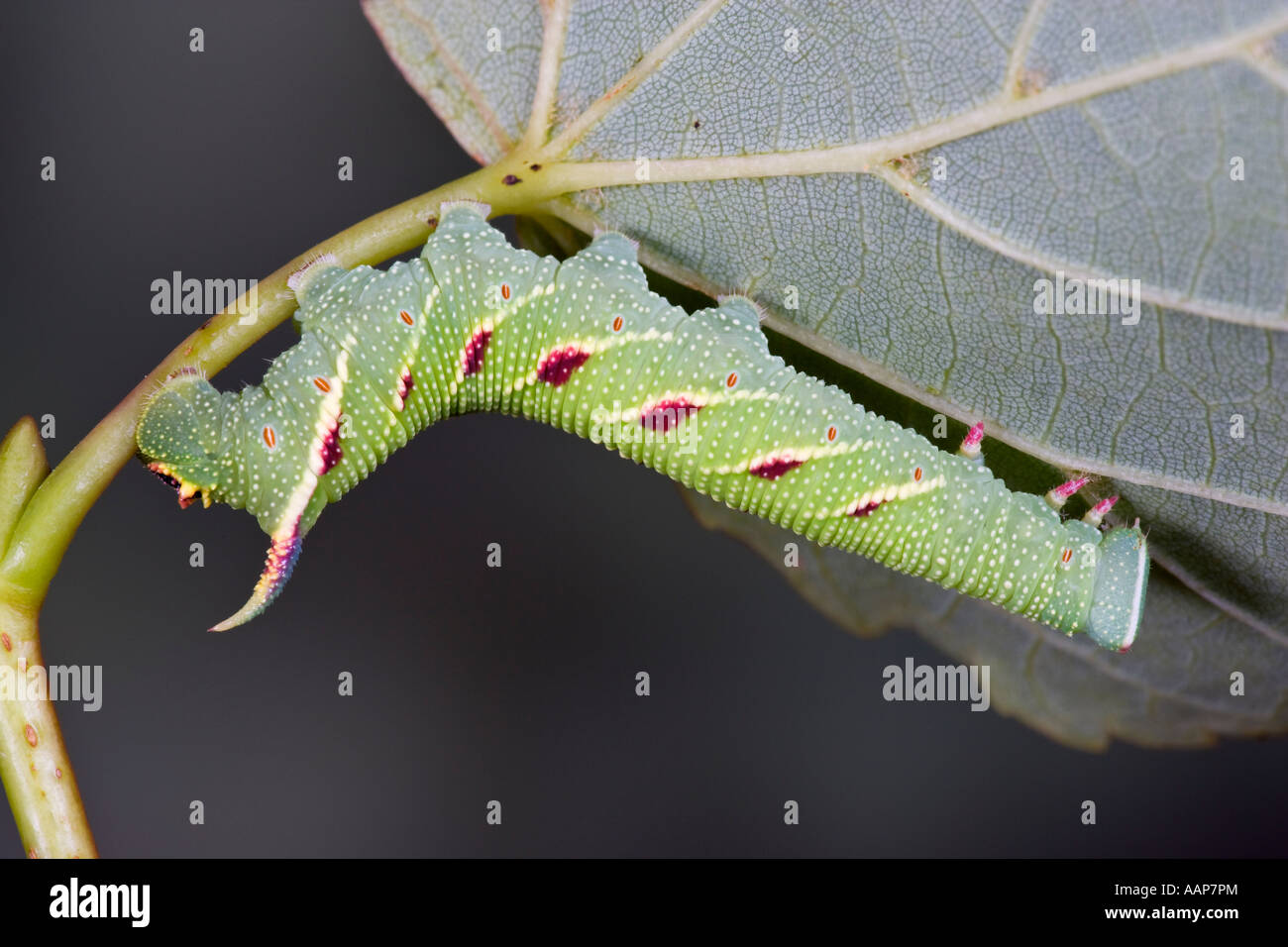 Lime Hawk-moth Mimas tiliae feedng on lime with nice out of focus ...