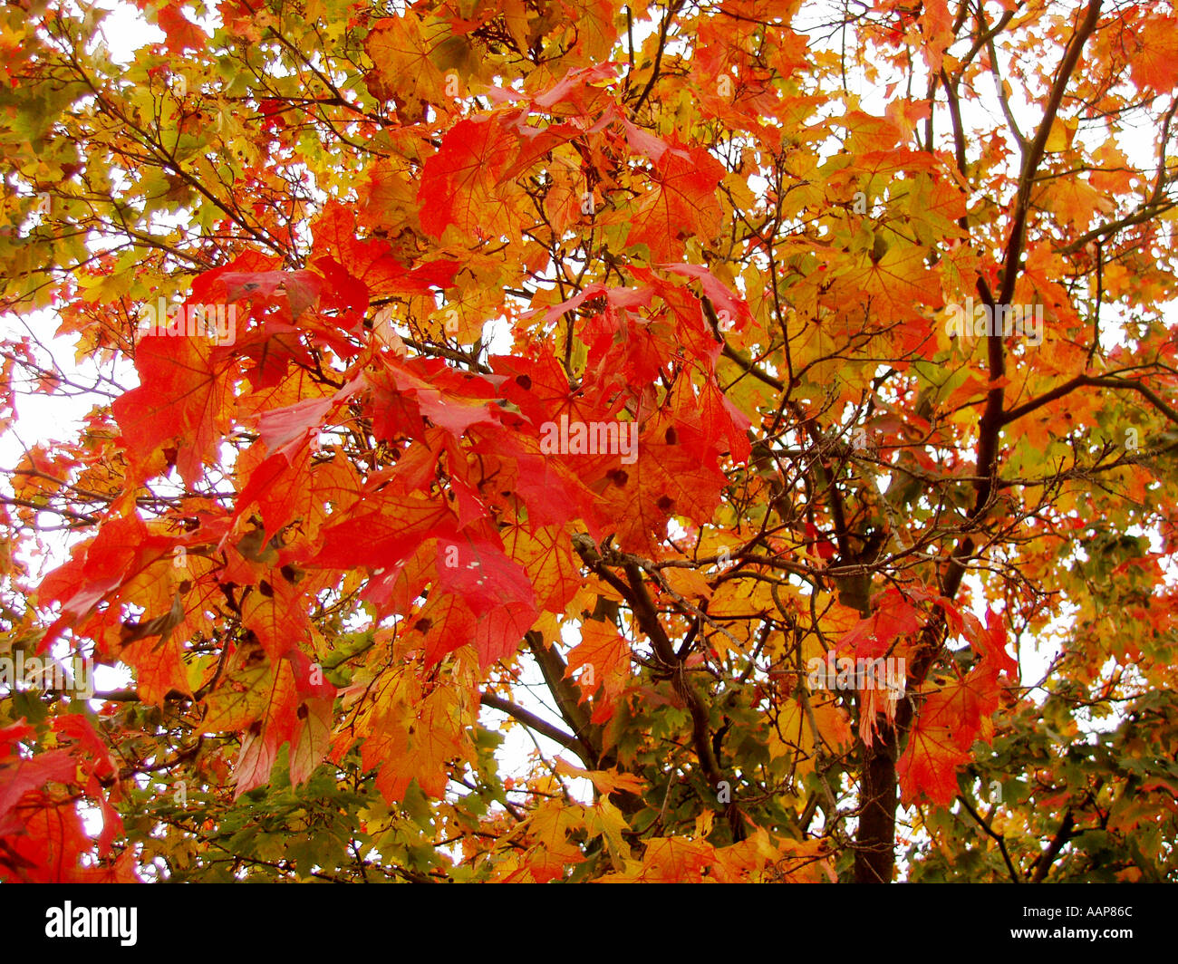 Yellow leves tree hi-res stock photography and images - Alamy