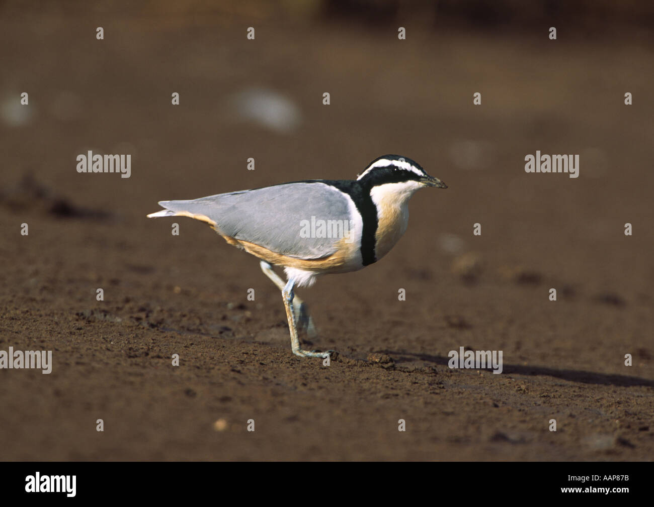 Plover bird crocodile hi-res stock photography and images - Alamy