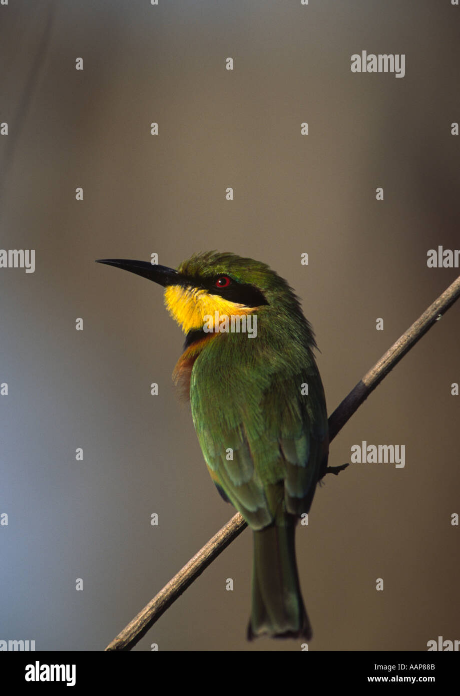 Little Bee eater in the Gambia W Africa Stock Photo - Alamy