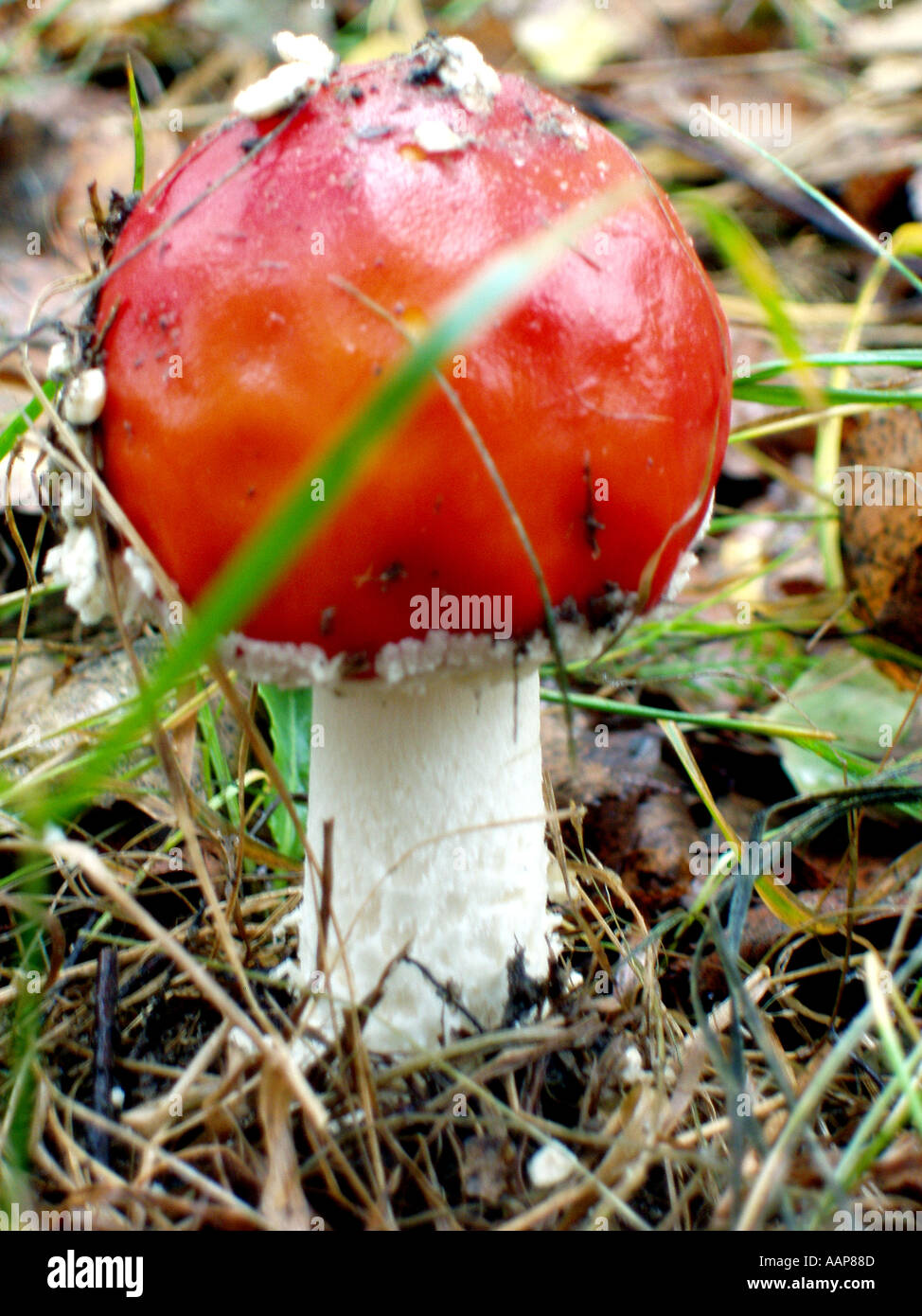 Red bane hi-res stock photography and images - Alamy