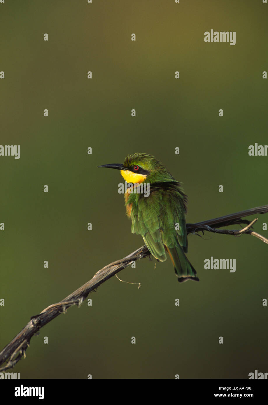 Little Bee eater in the Gambia W Africa Stock Photo - Alamy