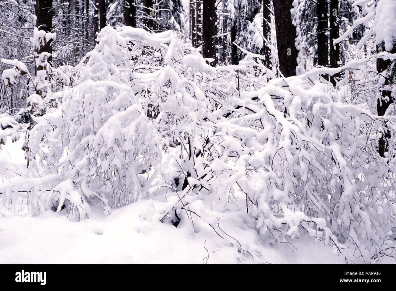 Ladden with snow hi-res stock photography and images - Alamy