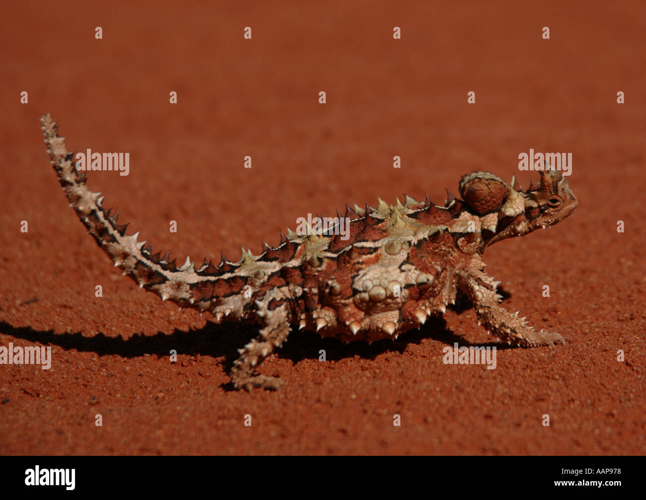 Thorny devil lizard hi-res stock photography and images - Alamy