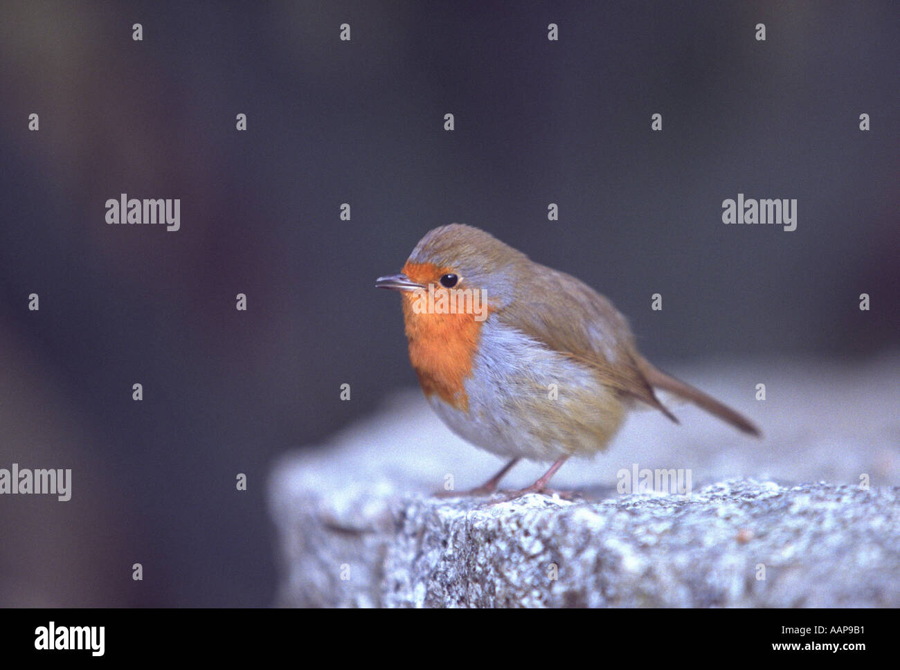 Little Red Robbin Stock Photo - Alamy