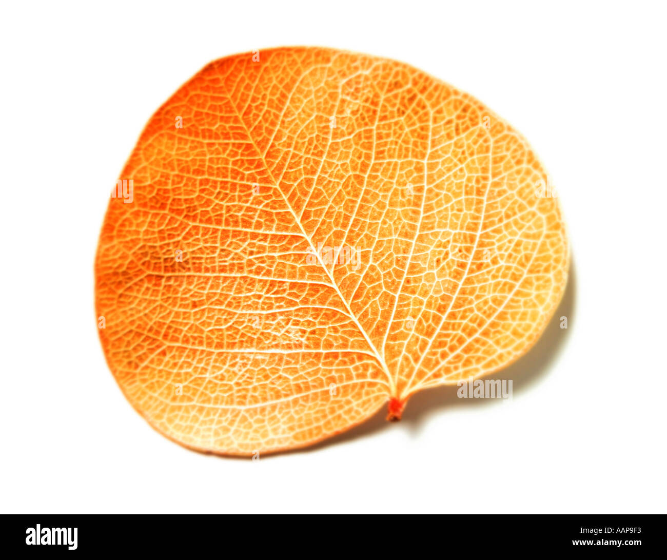 Autumn leaf on white background Stock Photo - Alamy