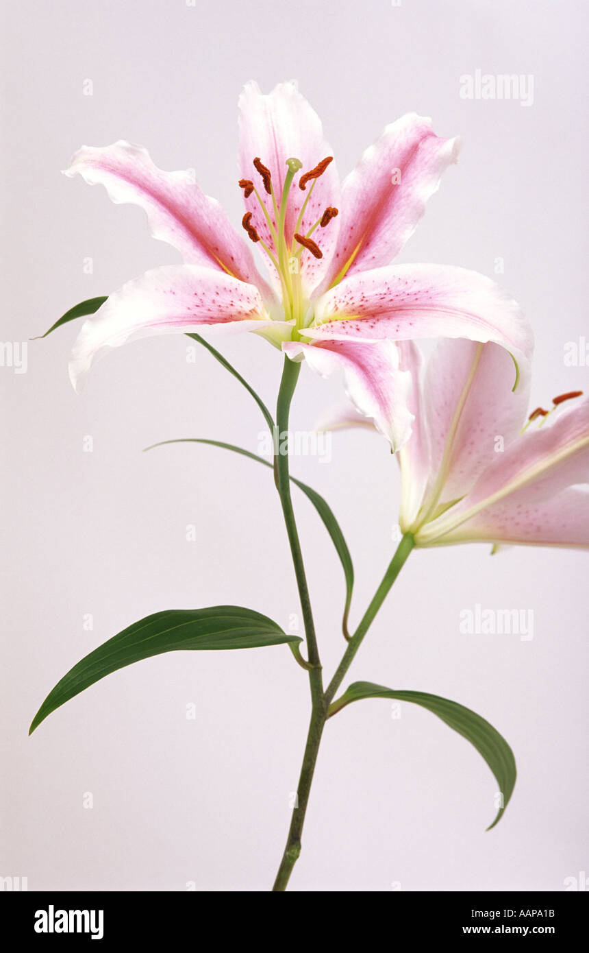 Lily stargazer portrait hi-res stock photography and images - Alamy