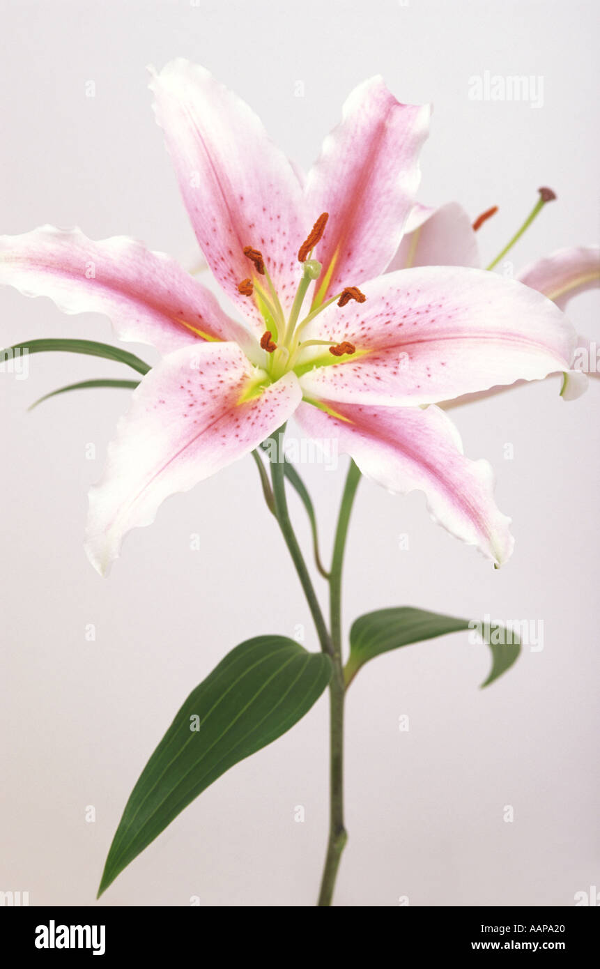 Lily stargazer portrait hi-res stock photography and images - Alamy