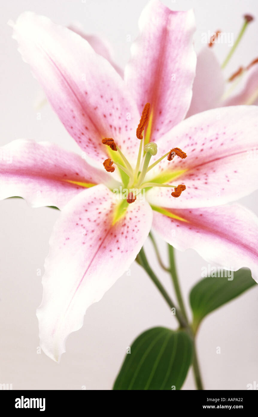 Stargazer Lily Flowers Stock Photo - Alamy
