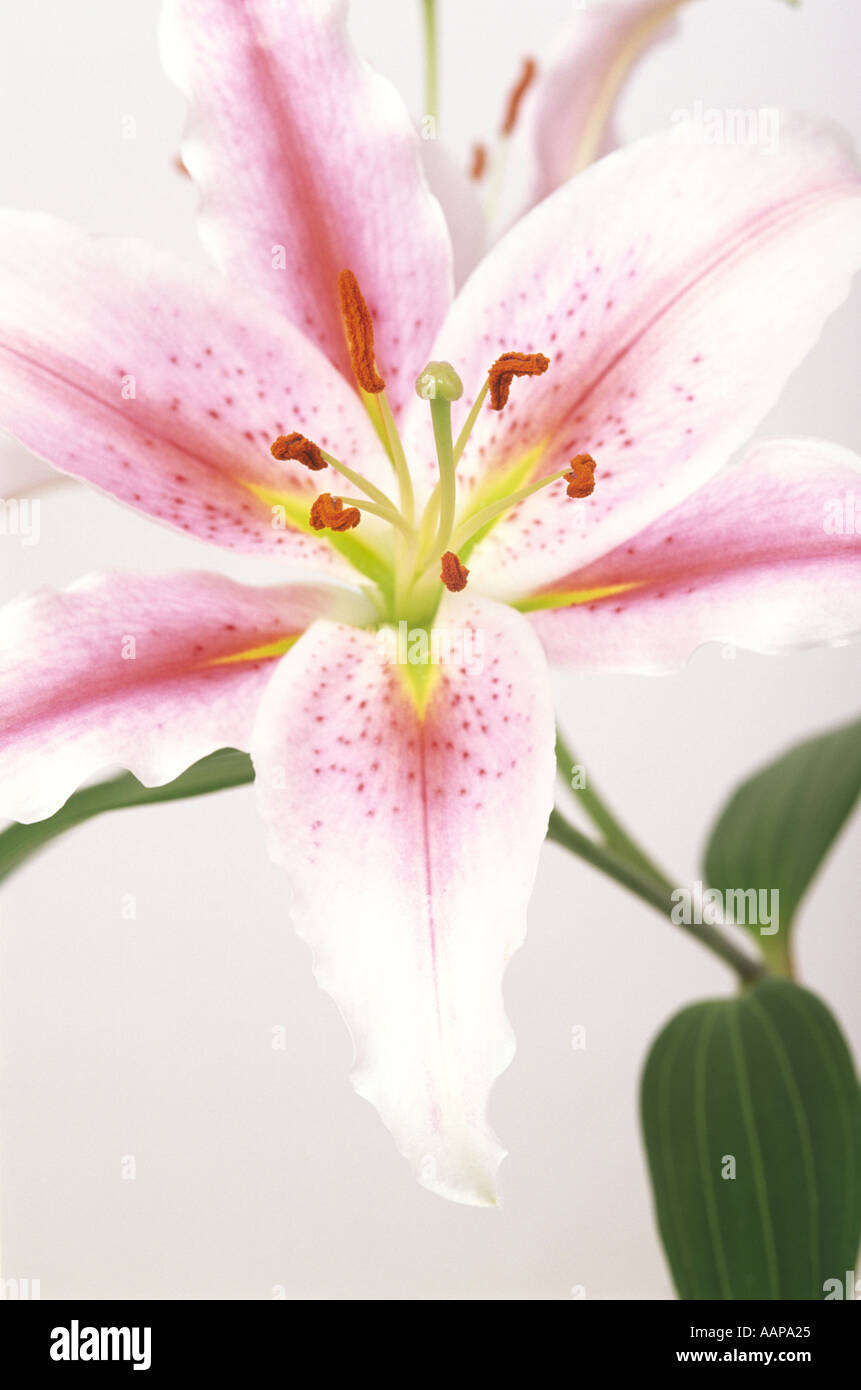 Lily stargazer portrait hi-res stock photography and images - Alamy