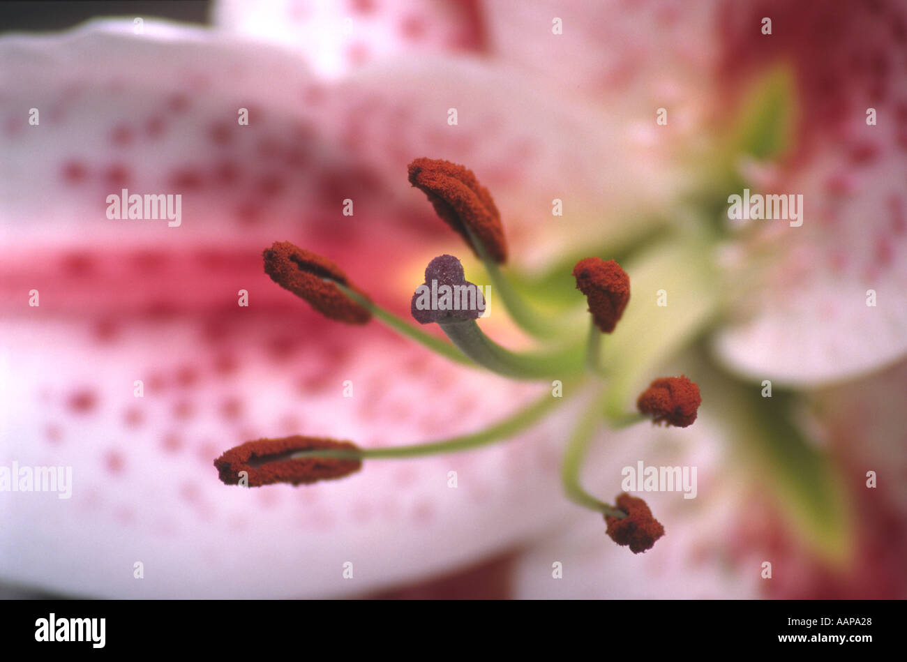 Lily reproduction hi-res stock photography and images - Alamy