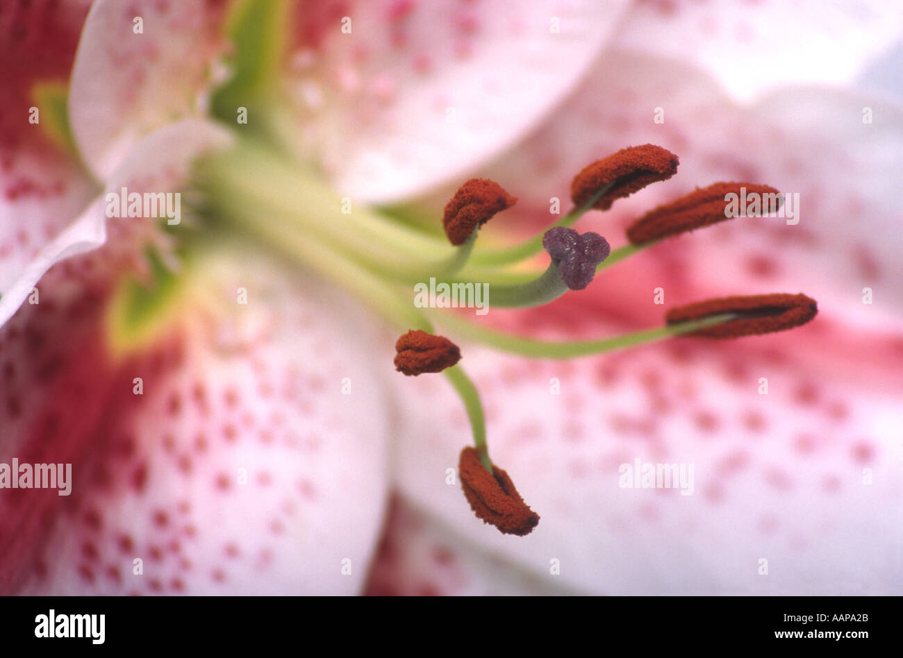 Stargazer Lily Flower Stock Photo - Alamy