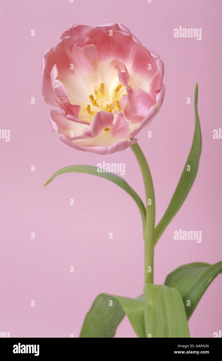 Tulips reproduction hi-res stock photography and images - Alamy