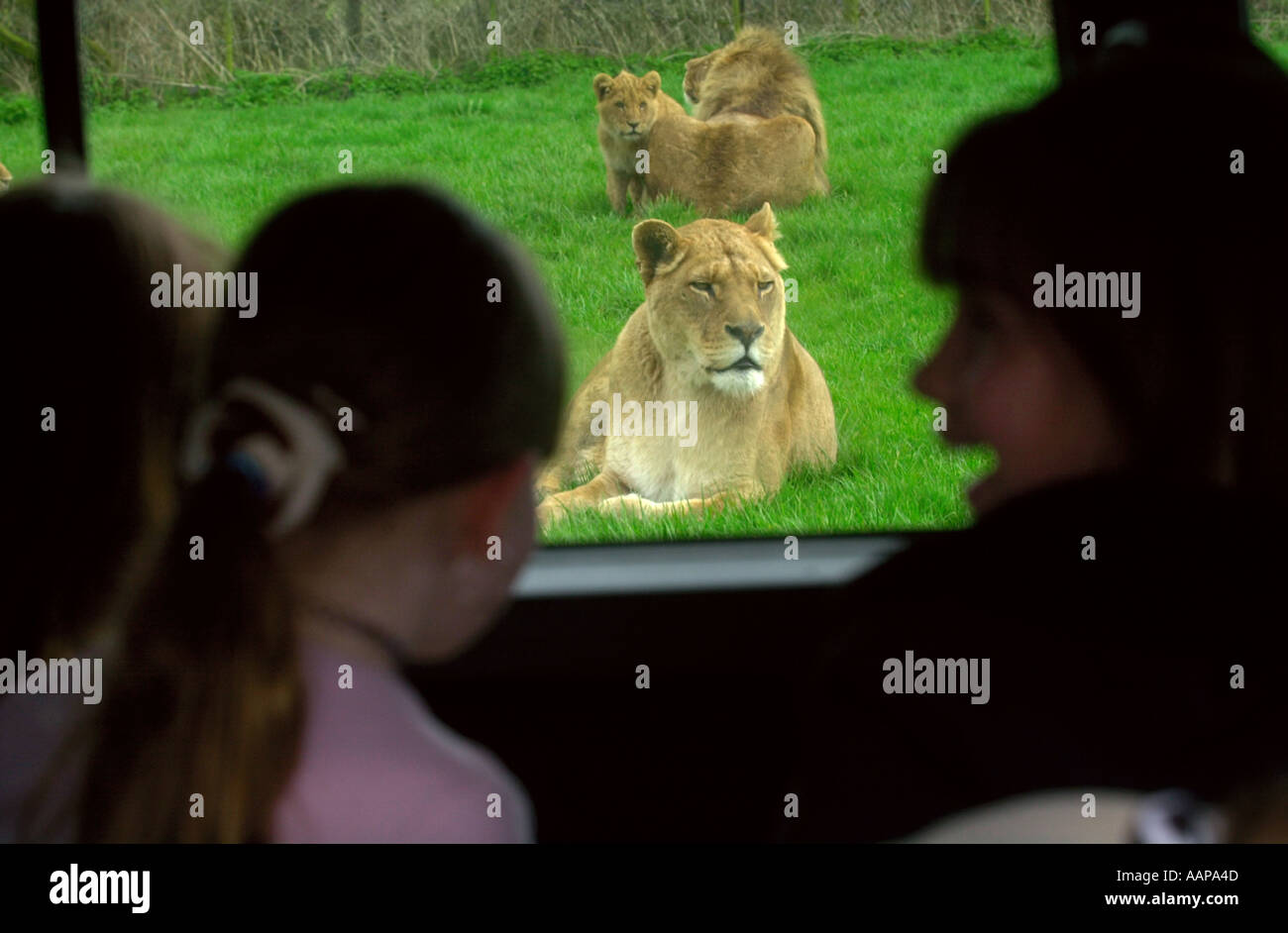 Lion enclosure hi-res stock photography and images - Alamy