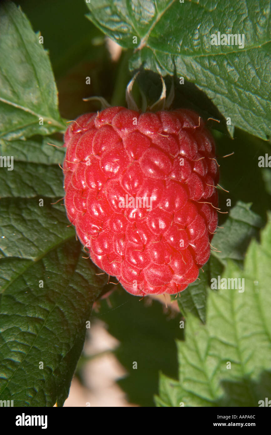 Ripe single raspberry fruit growing on the cane Stock Photo - Alamy