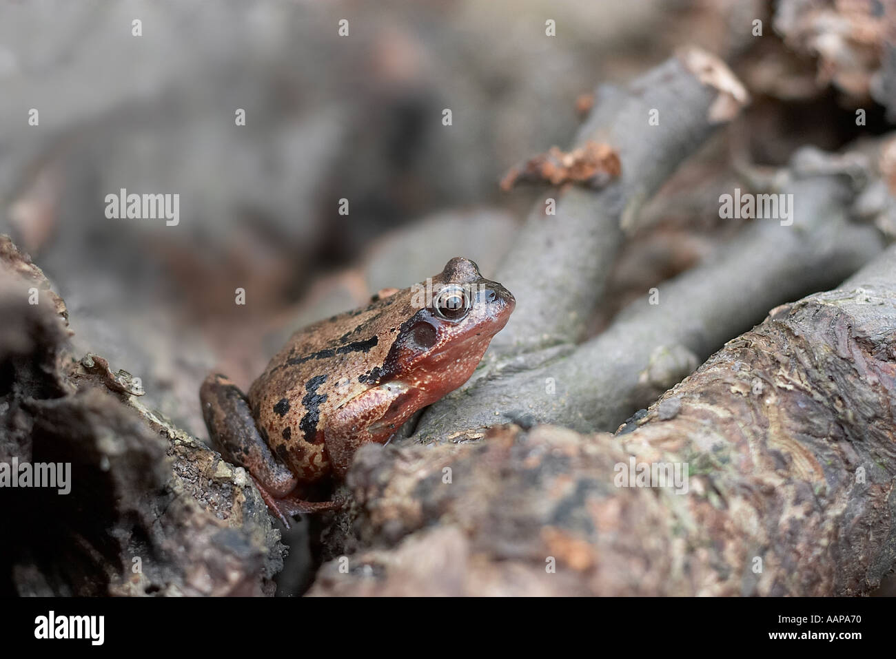Common garden english frog toad hi-res stock photography and images - Alamy