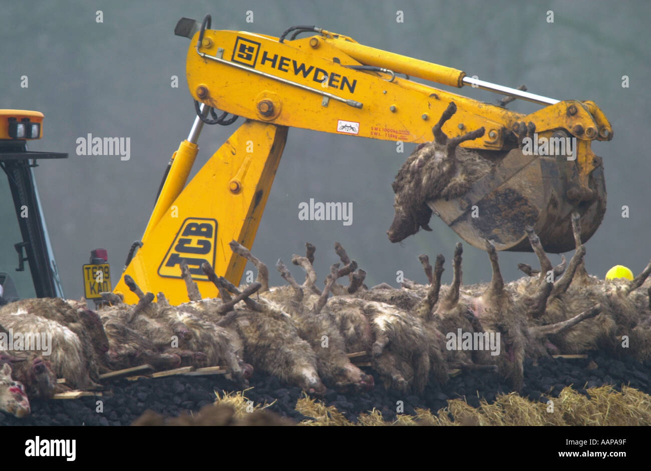 Infected burn hi-res stock photography and images - Alamy