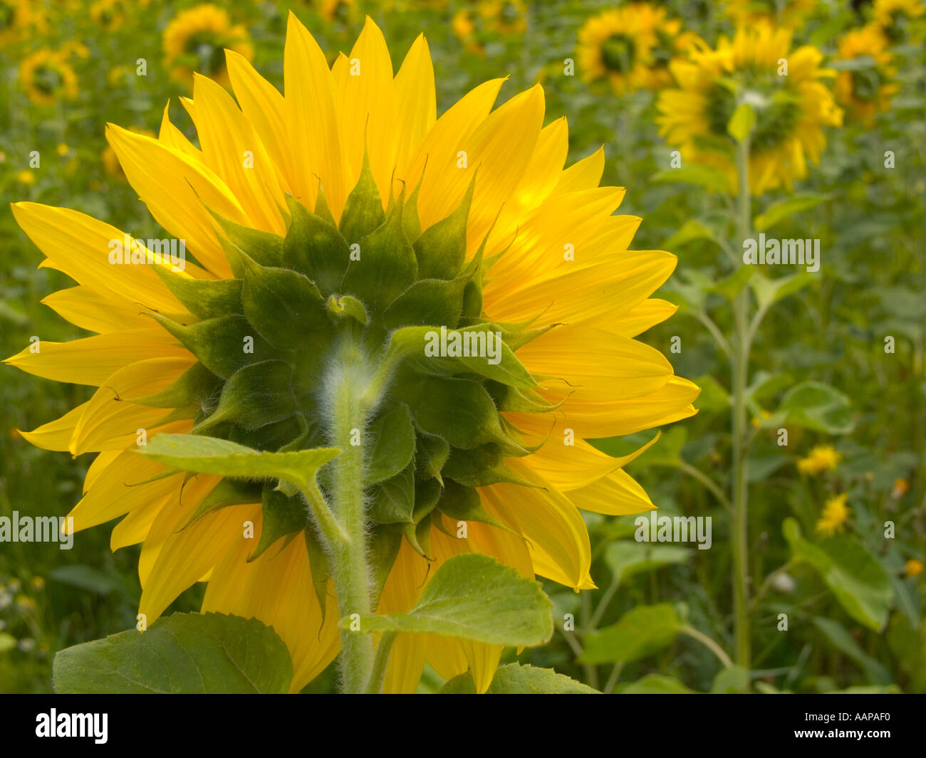 Close up opposite view of a sunflower Stock Photo - Alamy