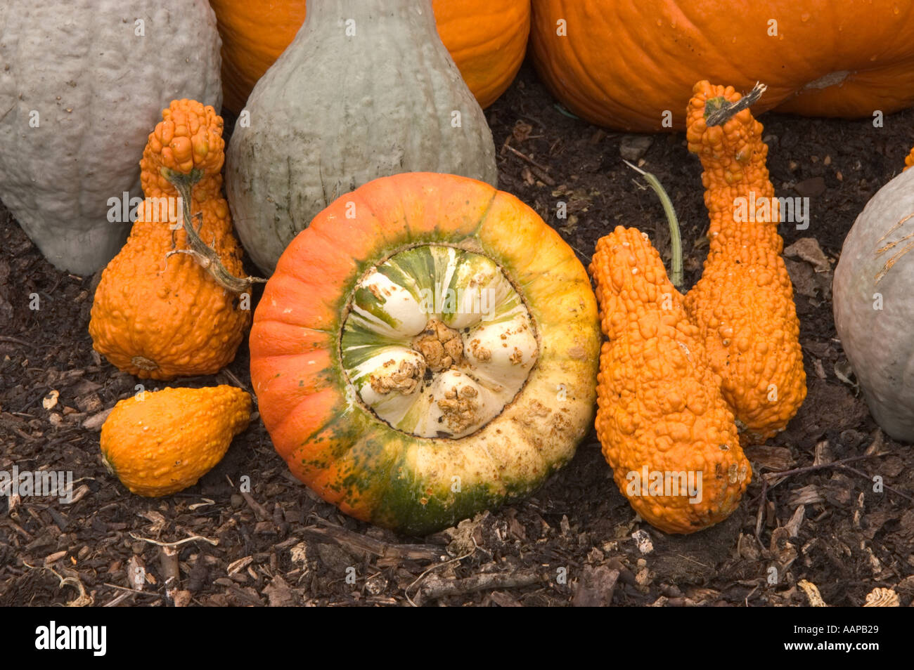 Long squashes hi-res stock photography and images - Alamy