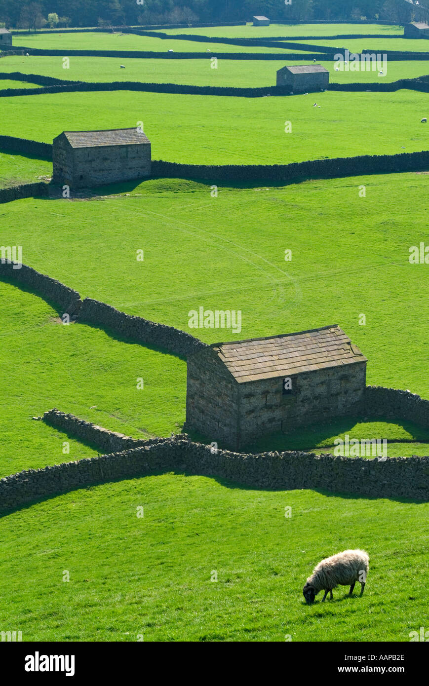 Traditional Barns and drystone walls with sheep at Gunnerside ...