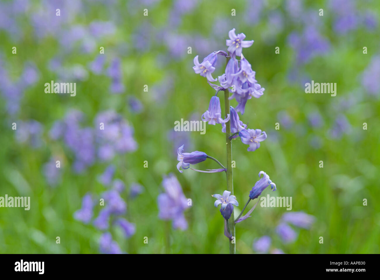 English Bluebell (Hyacinthoides nonscripta Stock Photo - Alamy