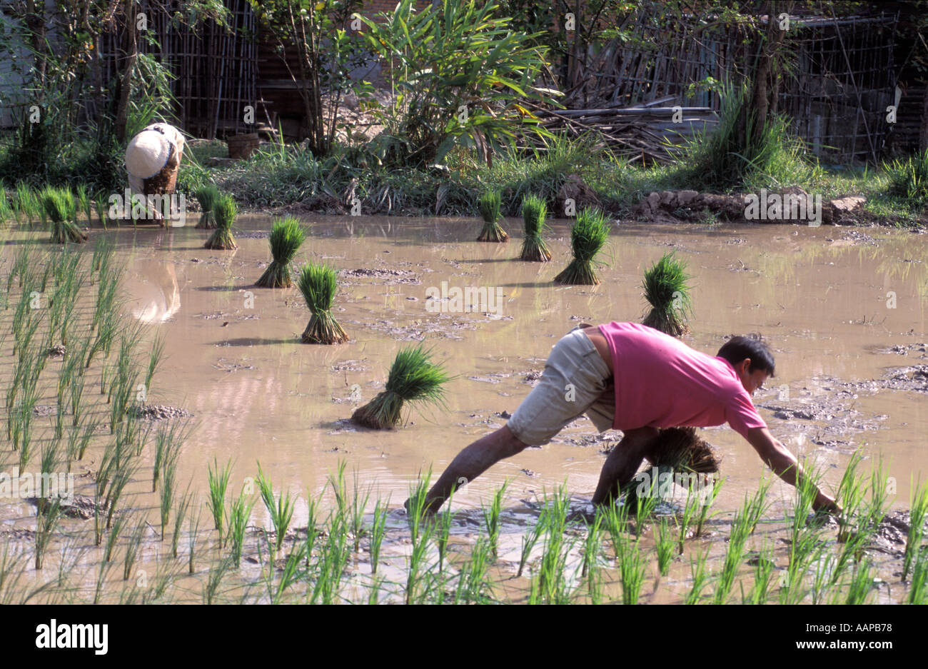 Laos Rice Planting outside Vientiane Stock Photo - Alamy
